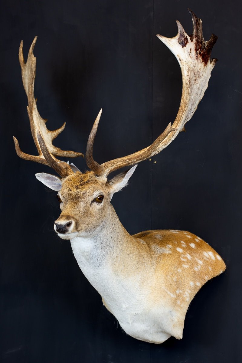 Fallow Deer Taxidermy