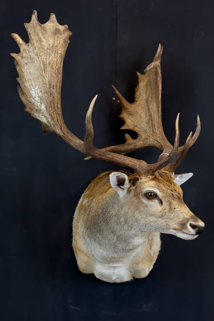 Fallow Deer Taxidermy