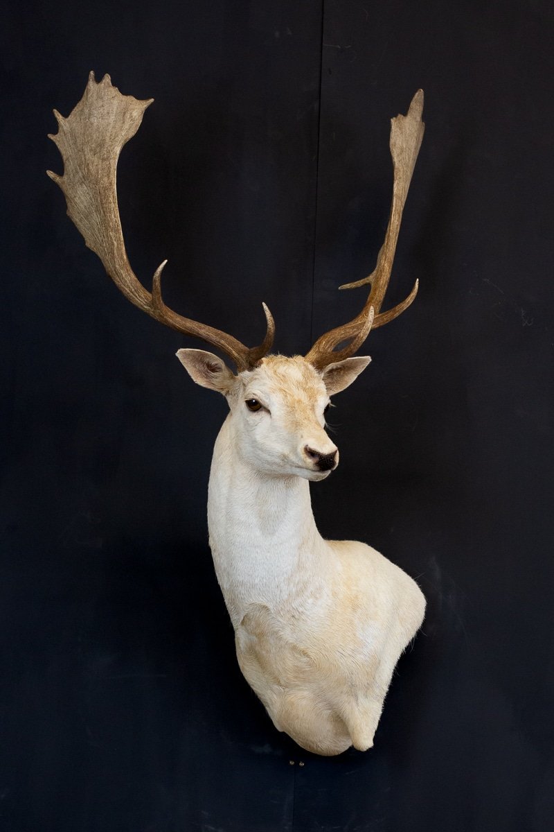 Fallow Deer Taxidermy