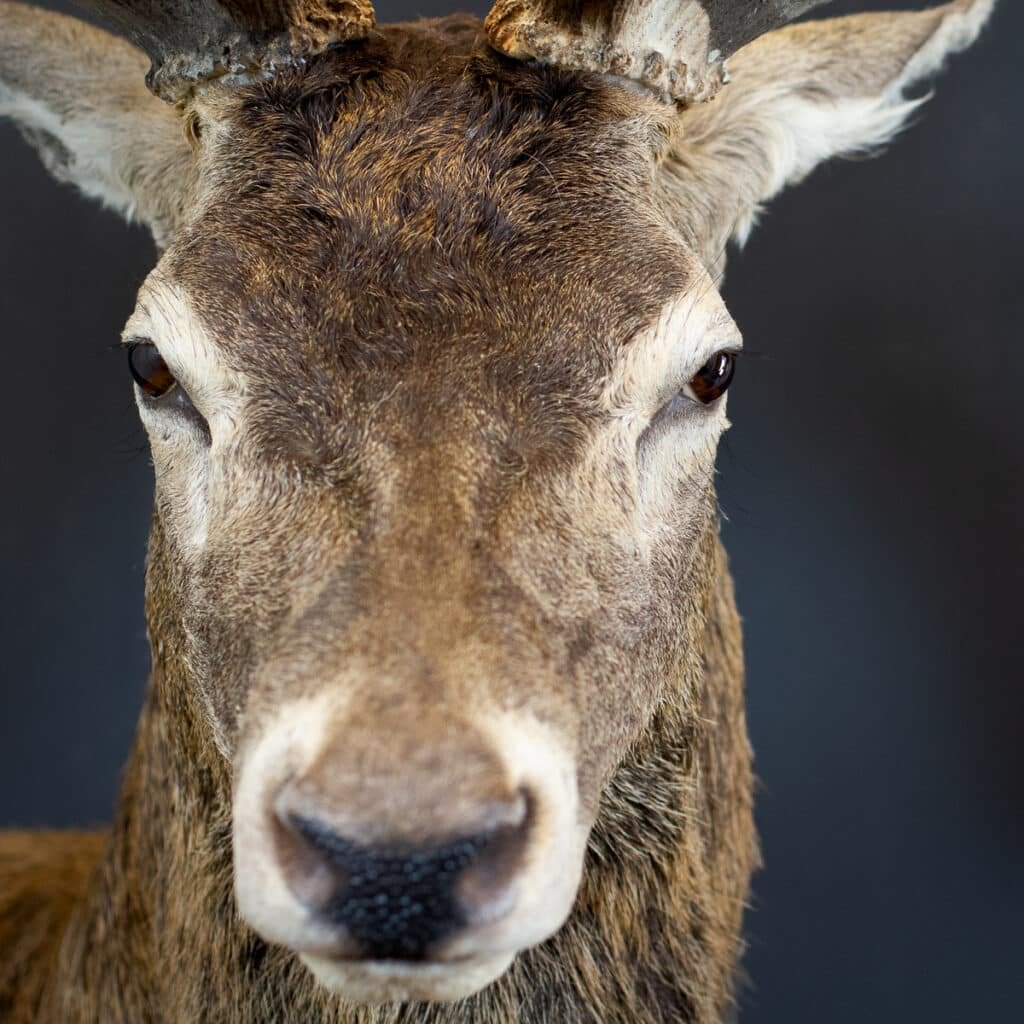 Red Stag Taxidermy
